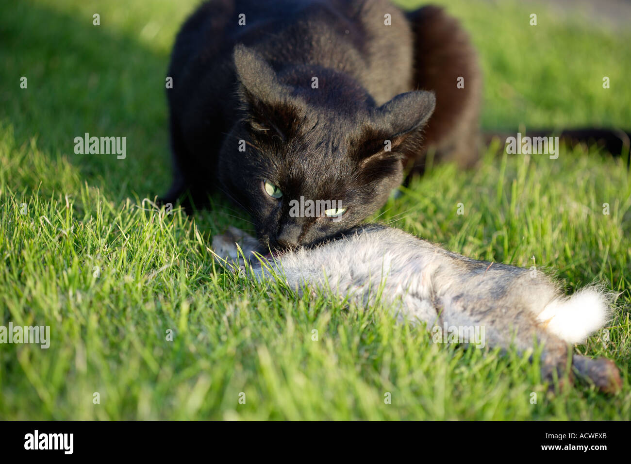 Cat Eating Rabbit