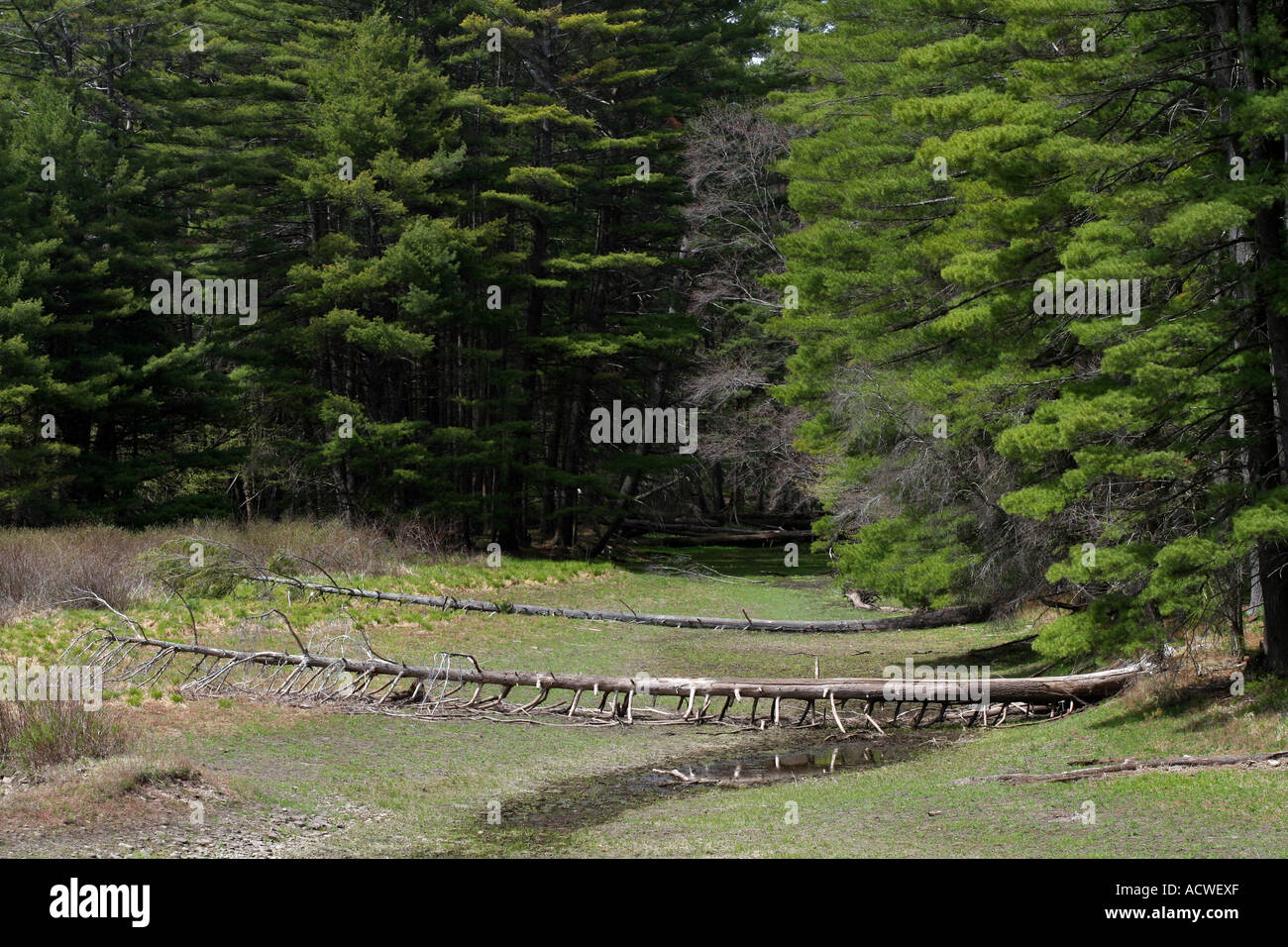 Dead dried up tree in forest hi-res stock photography and images - Alamy