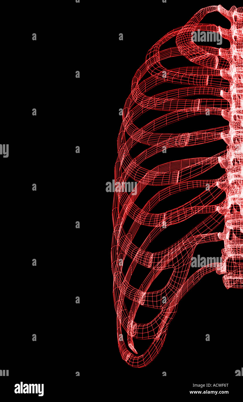 Thoracic ribs hi-res stock photography and images - Alamy