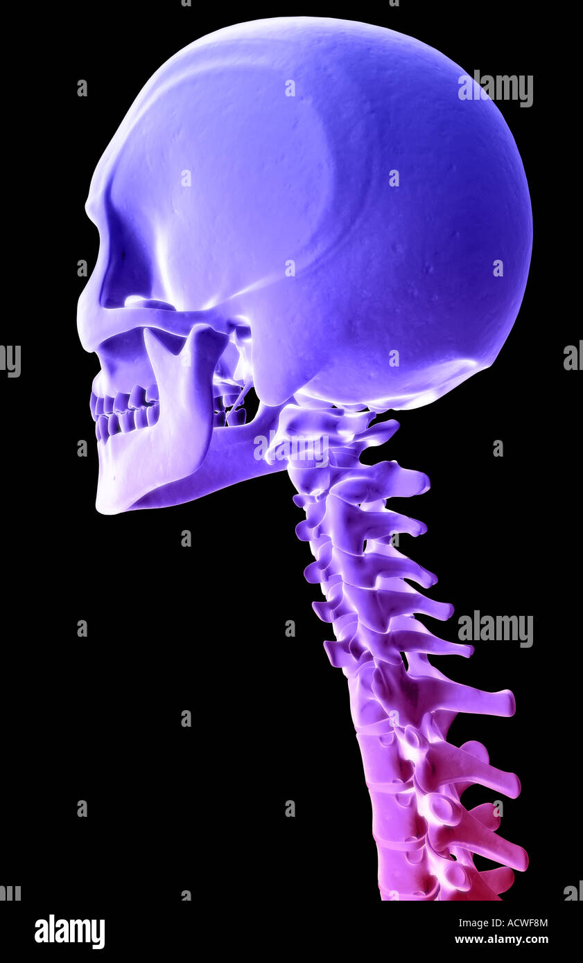 Occipital bones hi-res stock photography and images - Alamy