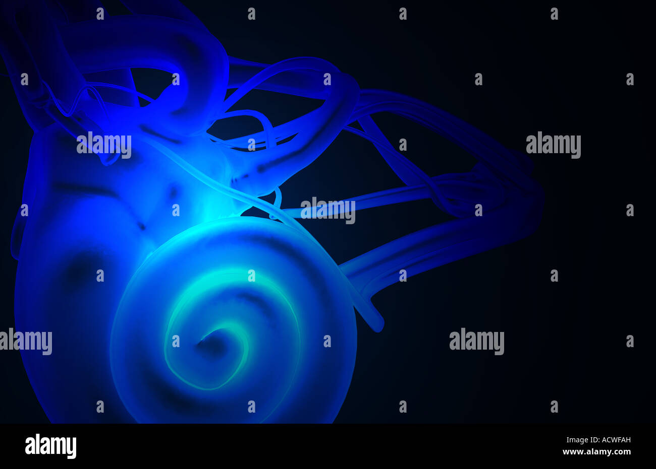 Cochlear duct hi-res stock photography and images - Alamy