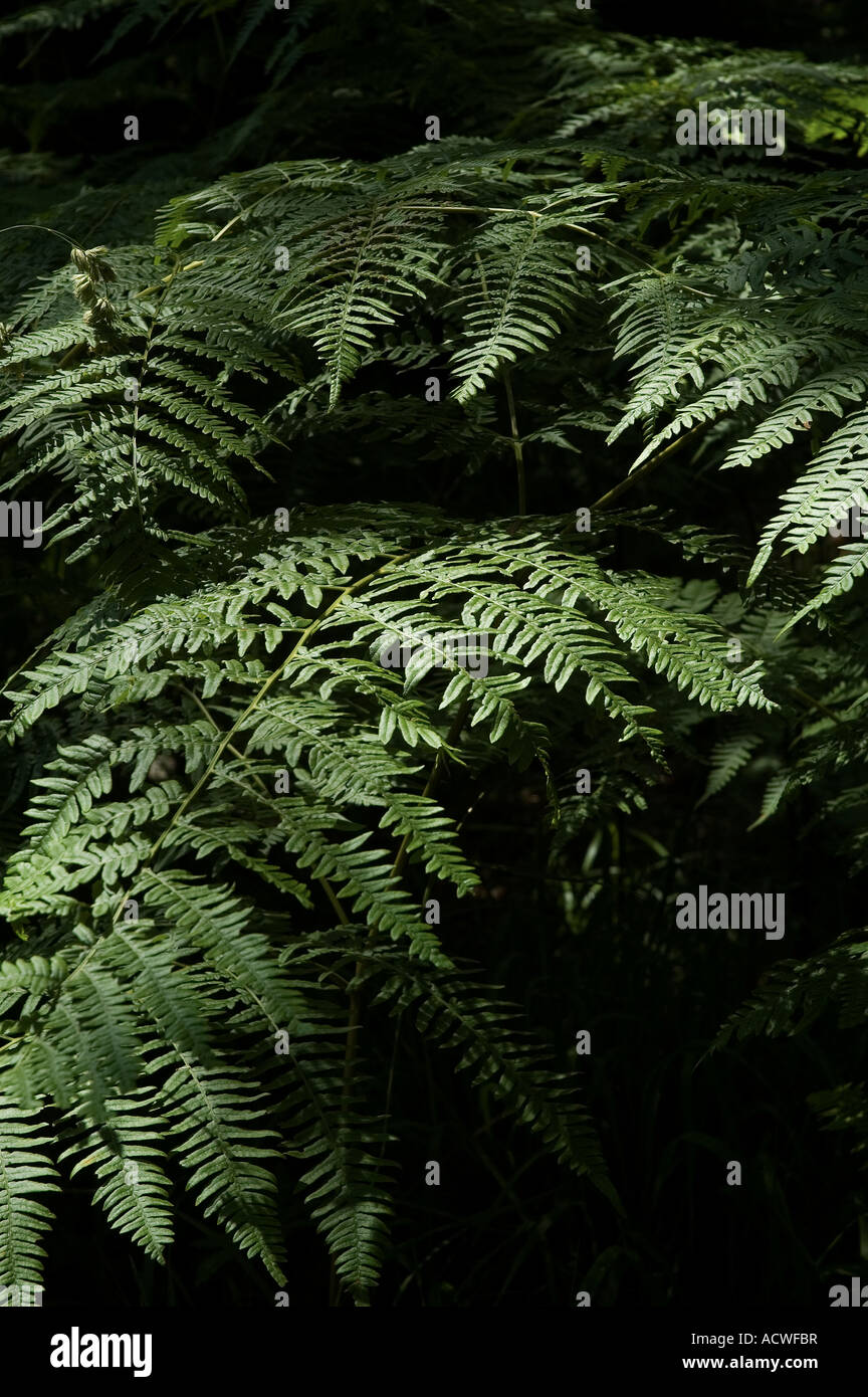 Felce hi-res stock photography and images - Alamy