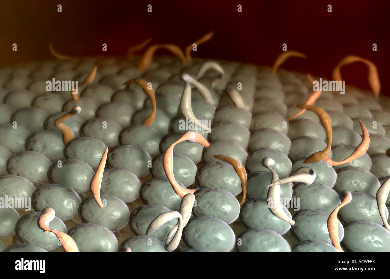 Linear sugars hi-res stock photography and images - Alamy