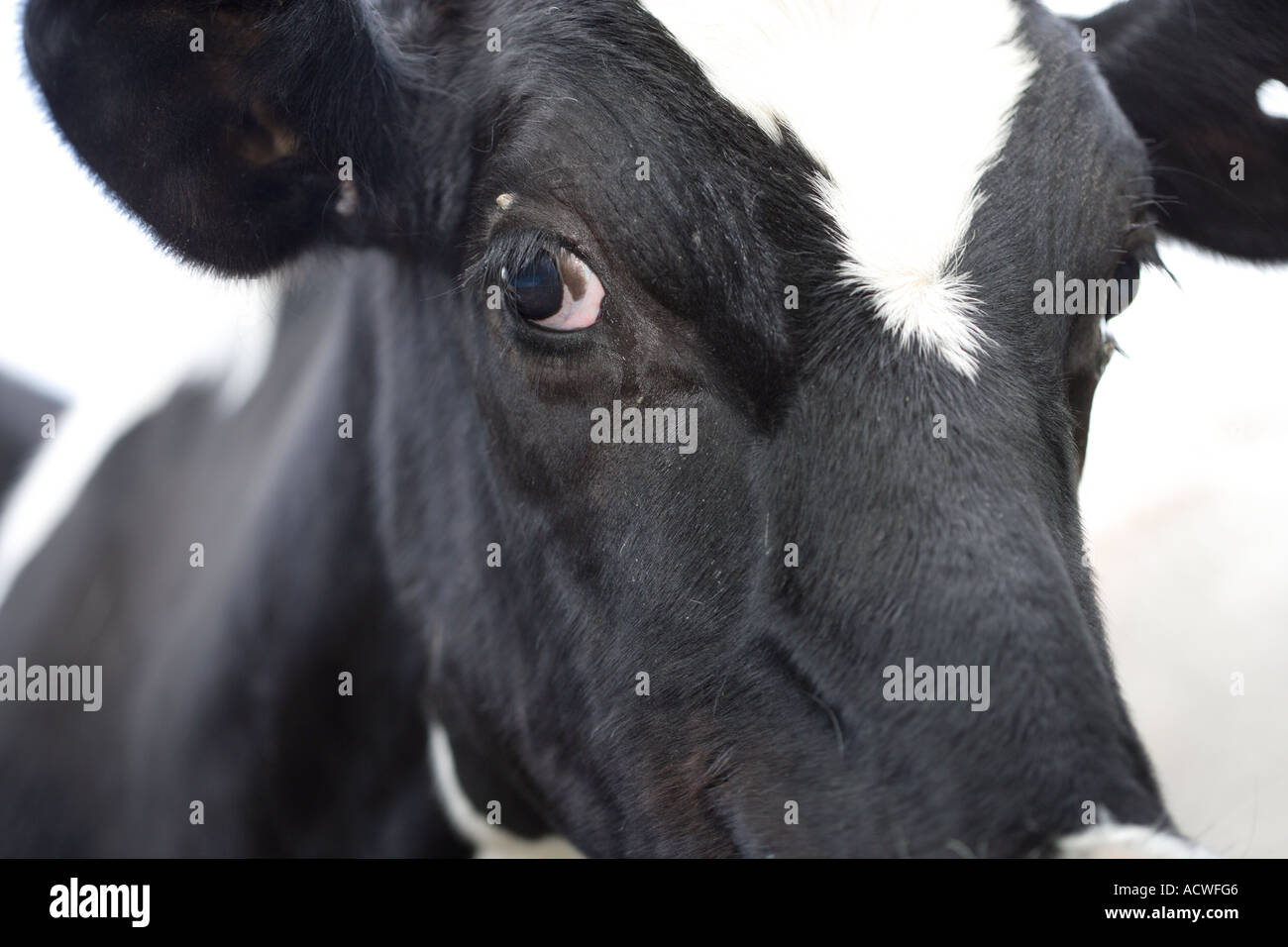 Bored cow hi-res stock photography and images - Alamy