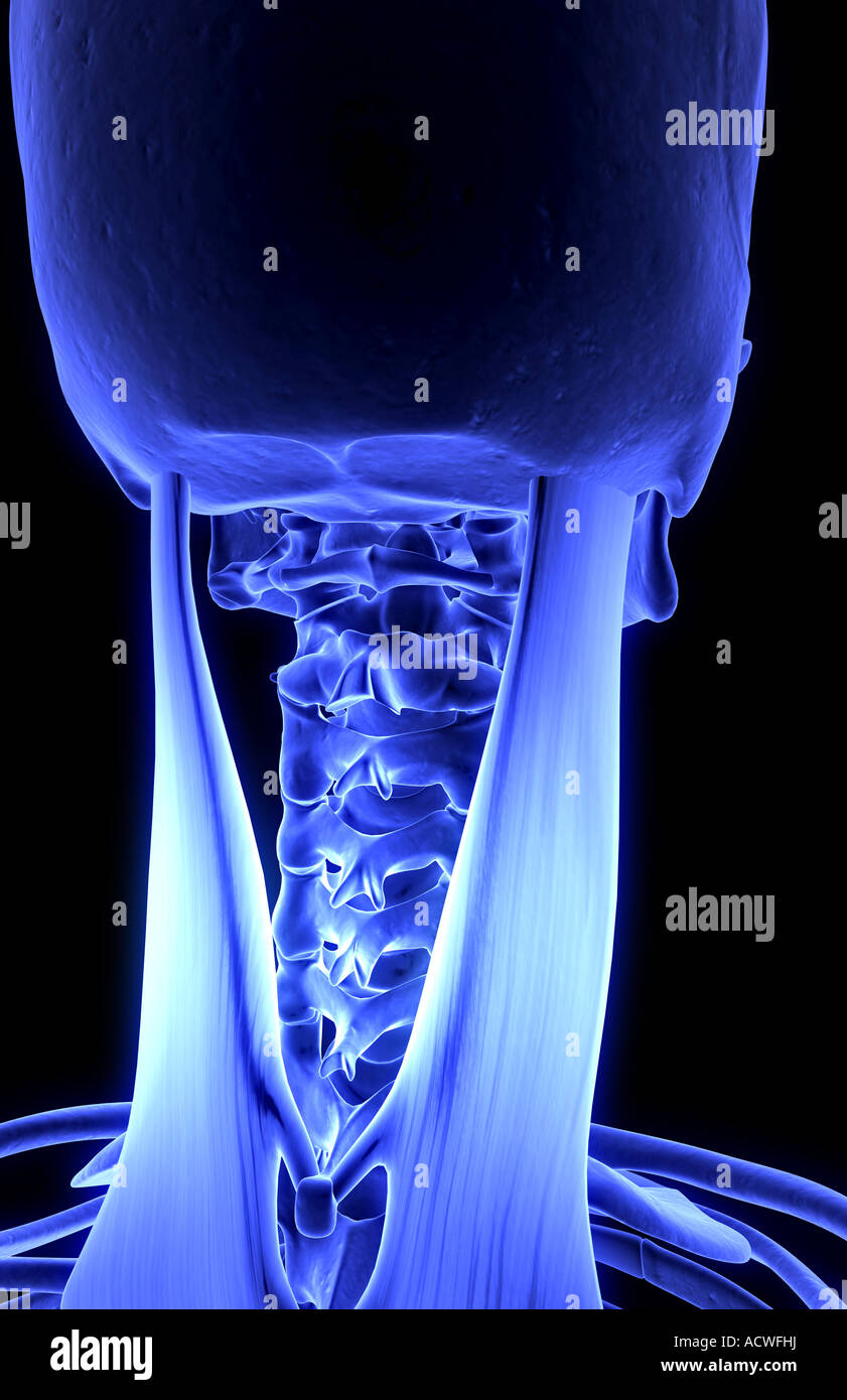 Splenius capitis muscle hi-res stock photography and images - Alamy