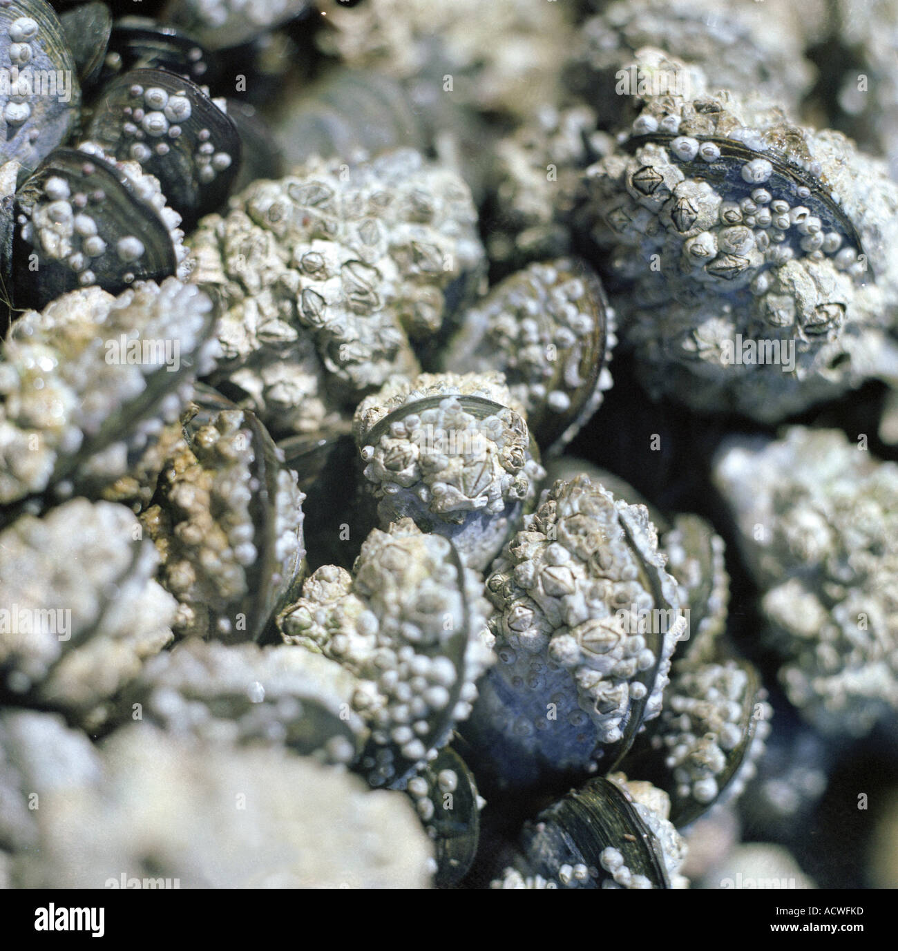 Close-up picture of some mussels encrusted with barnacles on a beach at ...