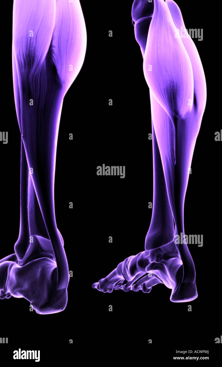 Lower leg muscles hi-res stock photography and images - Alamy