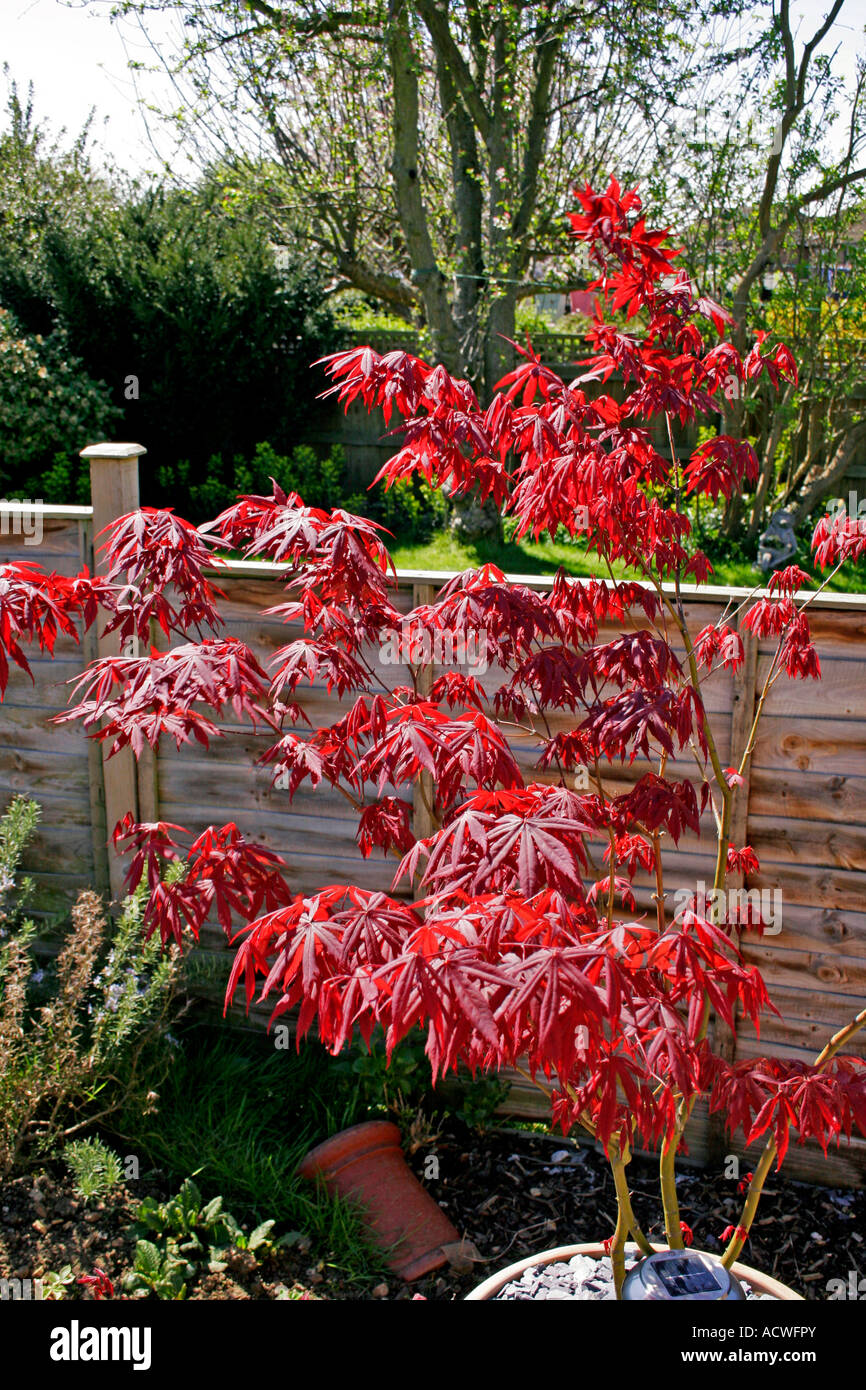 ACER PALMATUM ATROPURPUREUM. JAPANESE MAPLE. ACERACEAE Stock Photo - Alamy