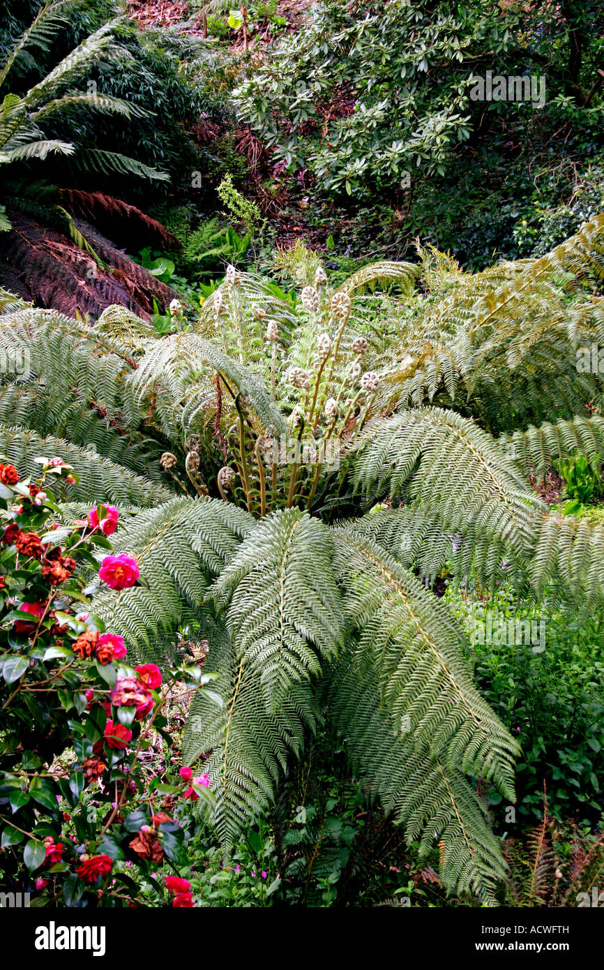 DICKSONIA FIBROSIA. GOLDEN TREE FERN. CYATHEACEAE. DICKSONIACEAE Stock ...