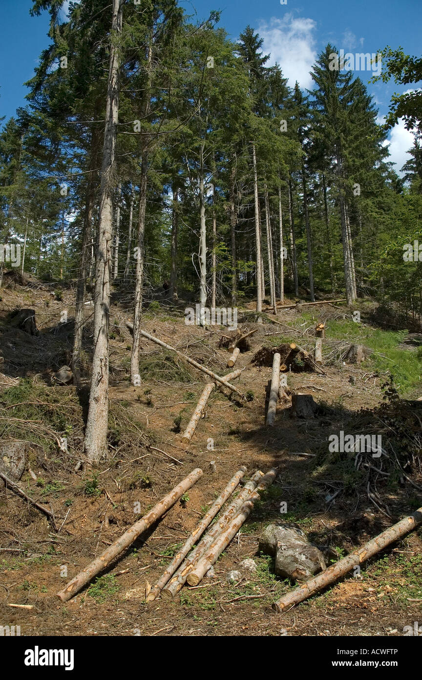 Pines and cut pines hi-res stock photography and images - Alamy