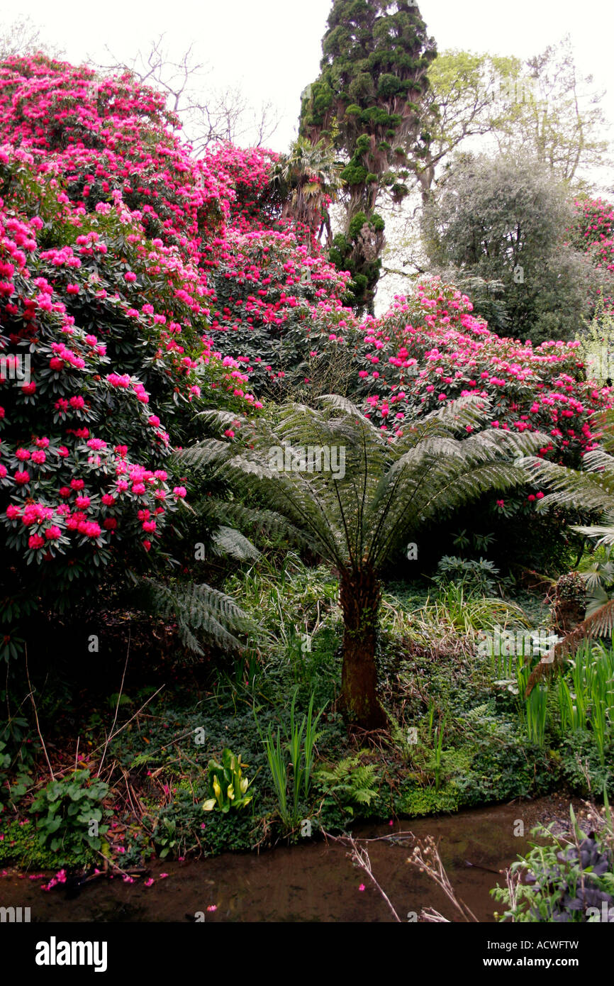 RHODODENDRON ARBOREUM. AZALEA. ERICACEAE WITH DICKSONIA FIBROSA TREE ...