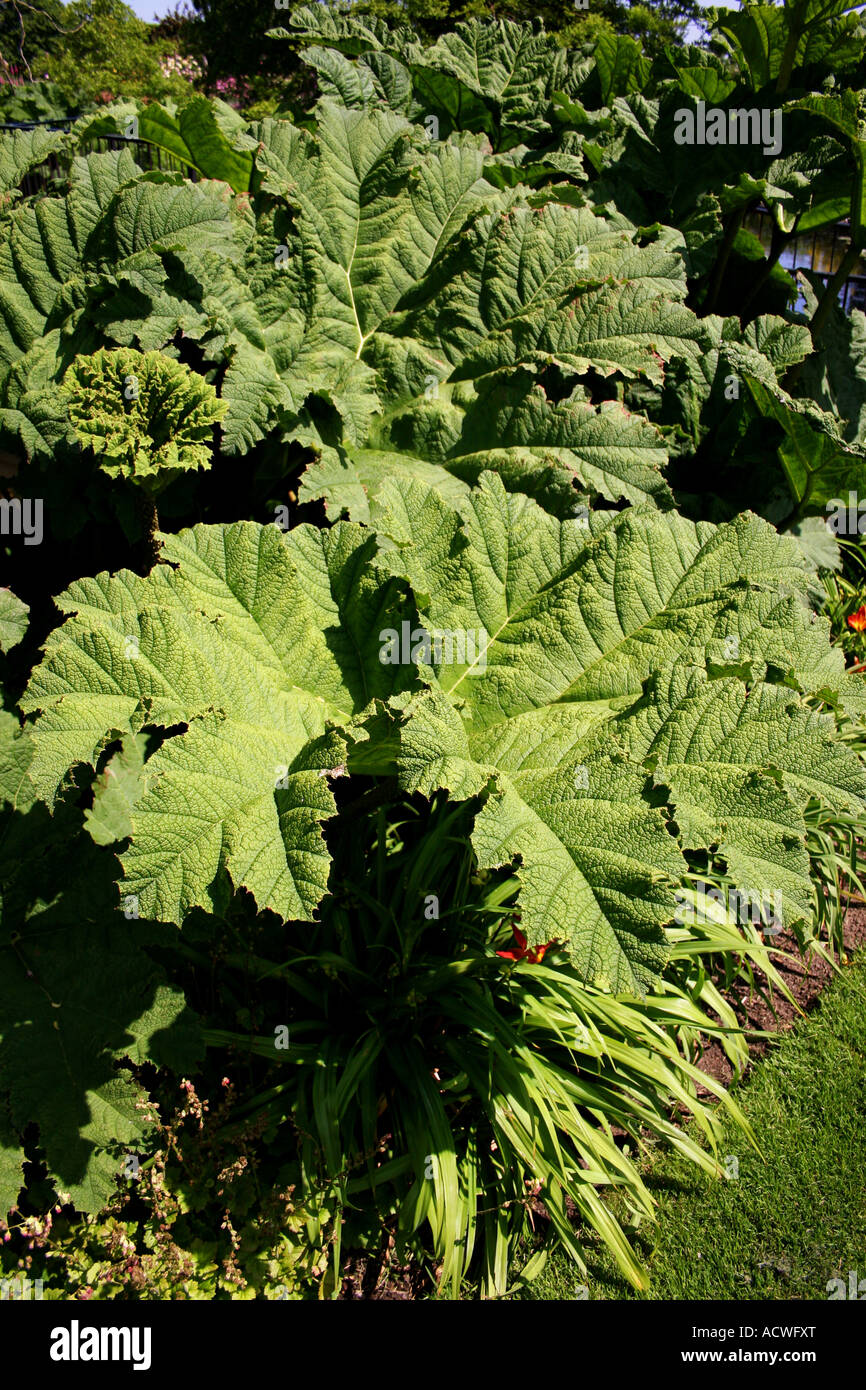 Wet gunnera hi-res stock photography and images - Alamy