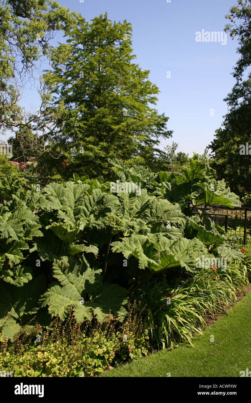 Wet gunnera hi-res stock photography and images - Alamy