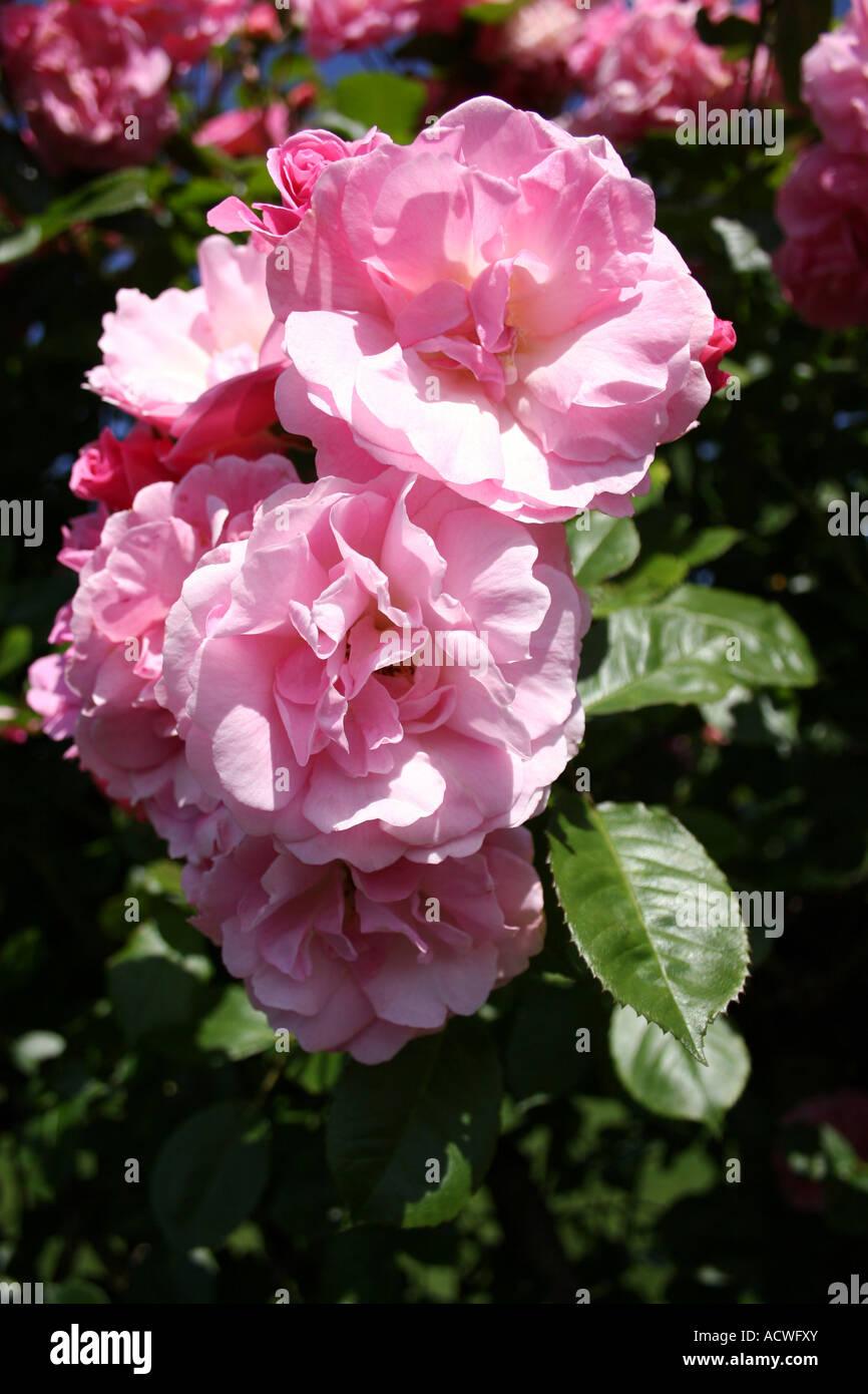 Chaplins hi-res stock photography and images - Alamy