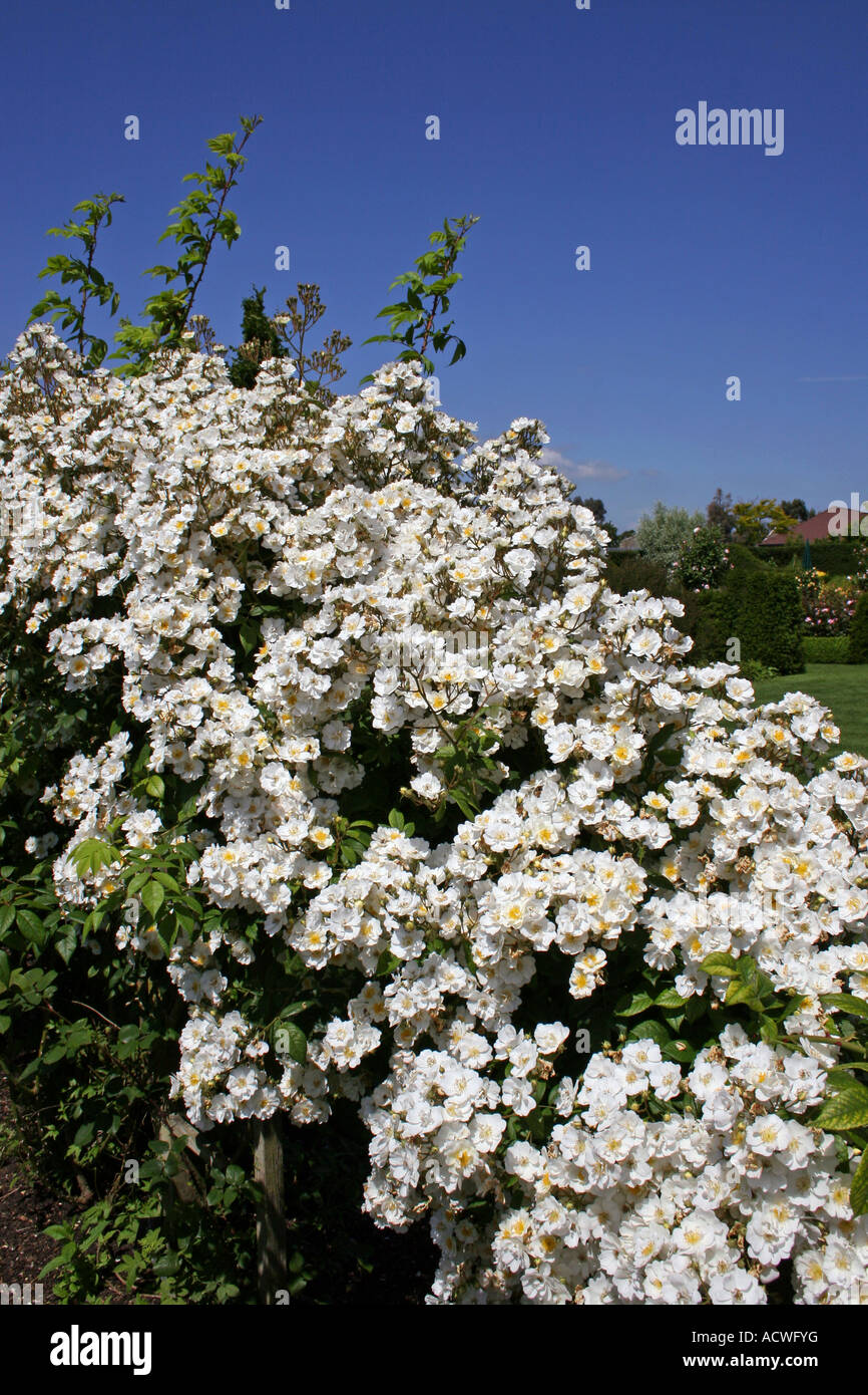 ROSA SEAGULL. RAMBLING ROSE Stock Photo - Alamy