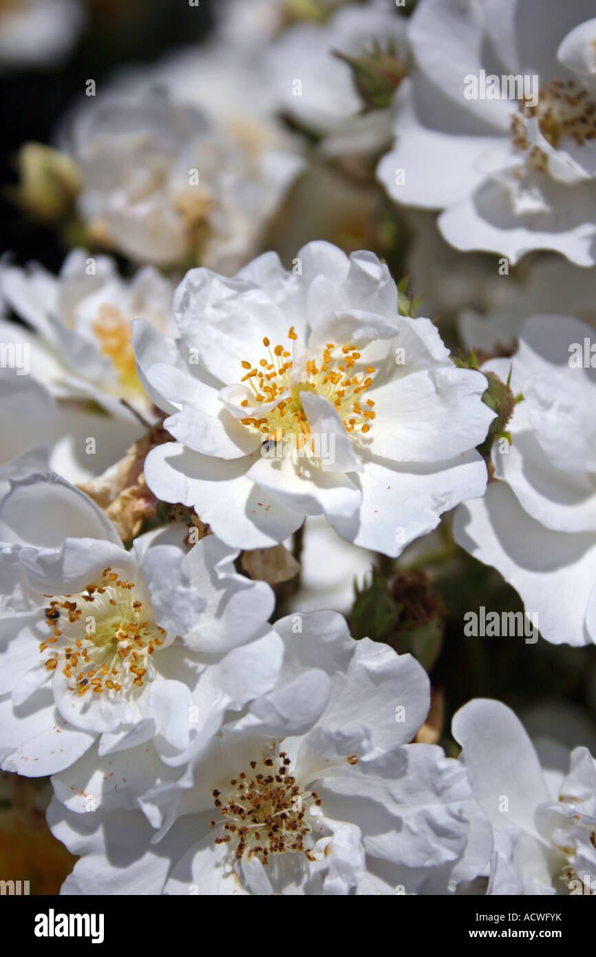 ROSA SEAGULL. RAMBLING ROSE Stock Photo - Alamy