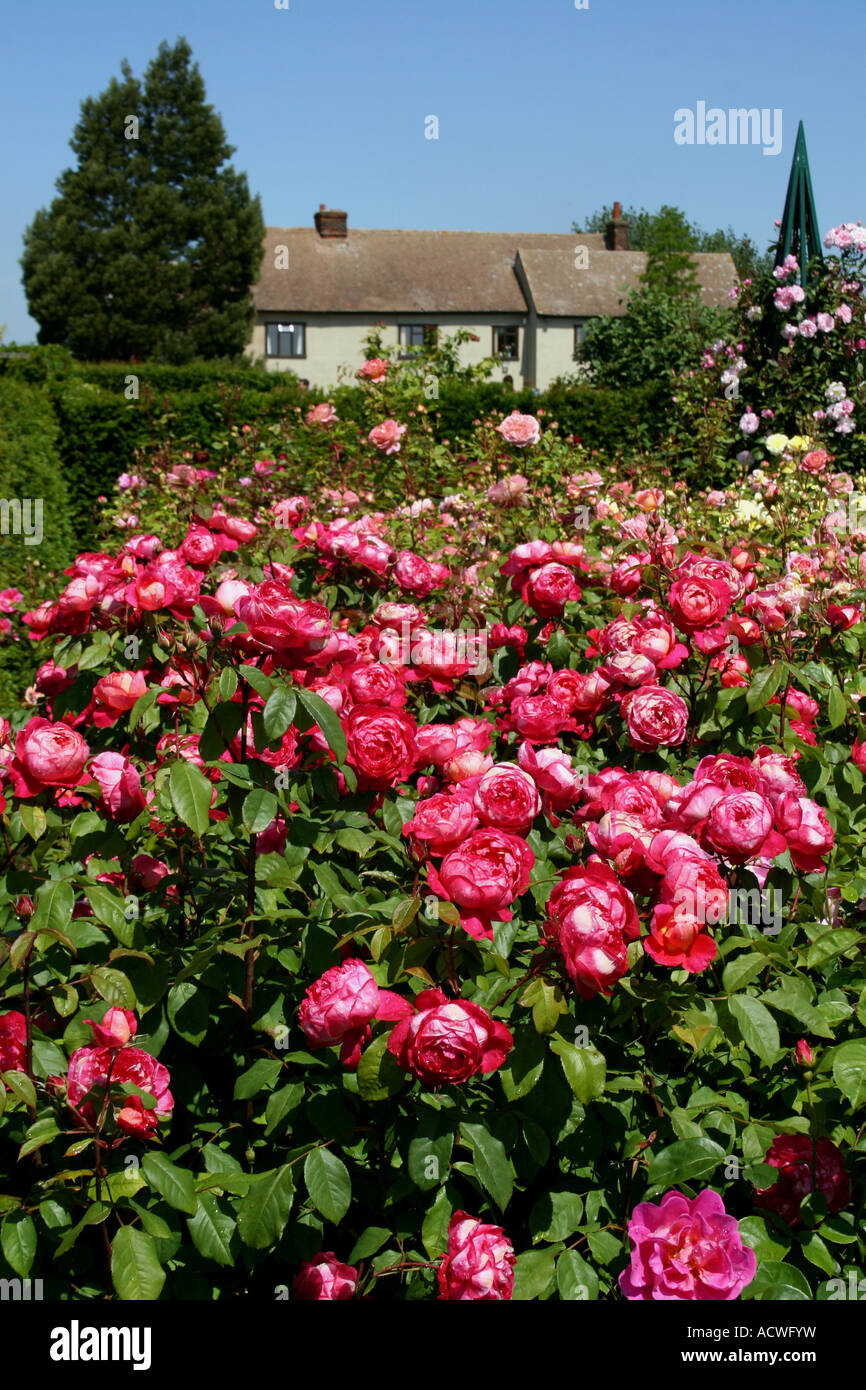 ROSA BENJAMIN BRITTEN. RHS HYDE HALL ESSEX UK Stock Photo - Alamy