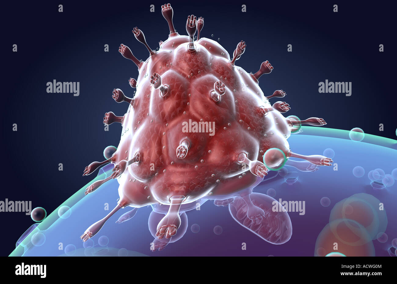 HIV cell fusion Stock Photo - Alamy