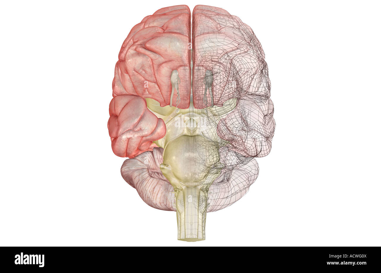 Cerebral peduncle hi-res stock photography and images - Alamy