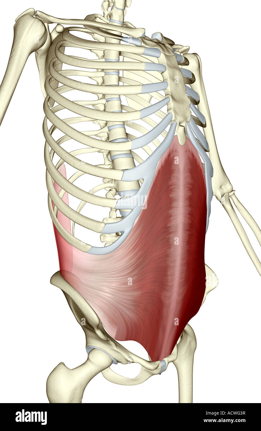 Transversus abdominis muscle hi-res stock photography and images - Alamy