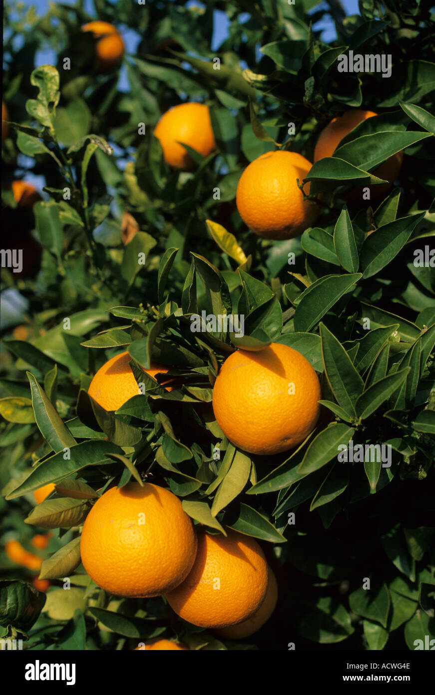 Botany oranges hi-res stock photography and images - Alamy