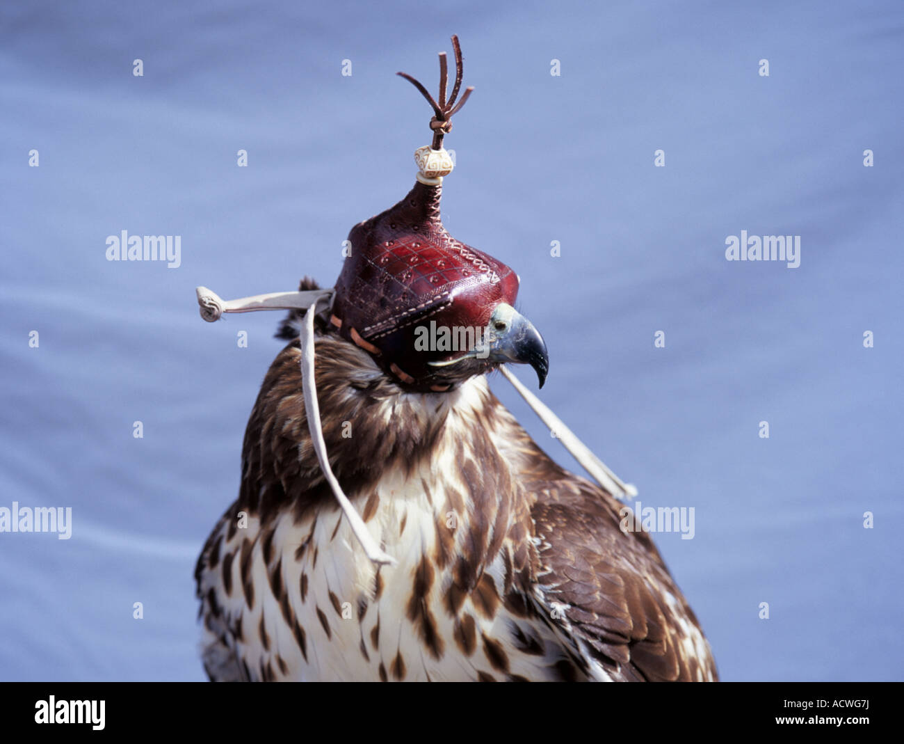 A hooded red tailed hawk This bird has been trained for falconry Stock ...