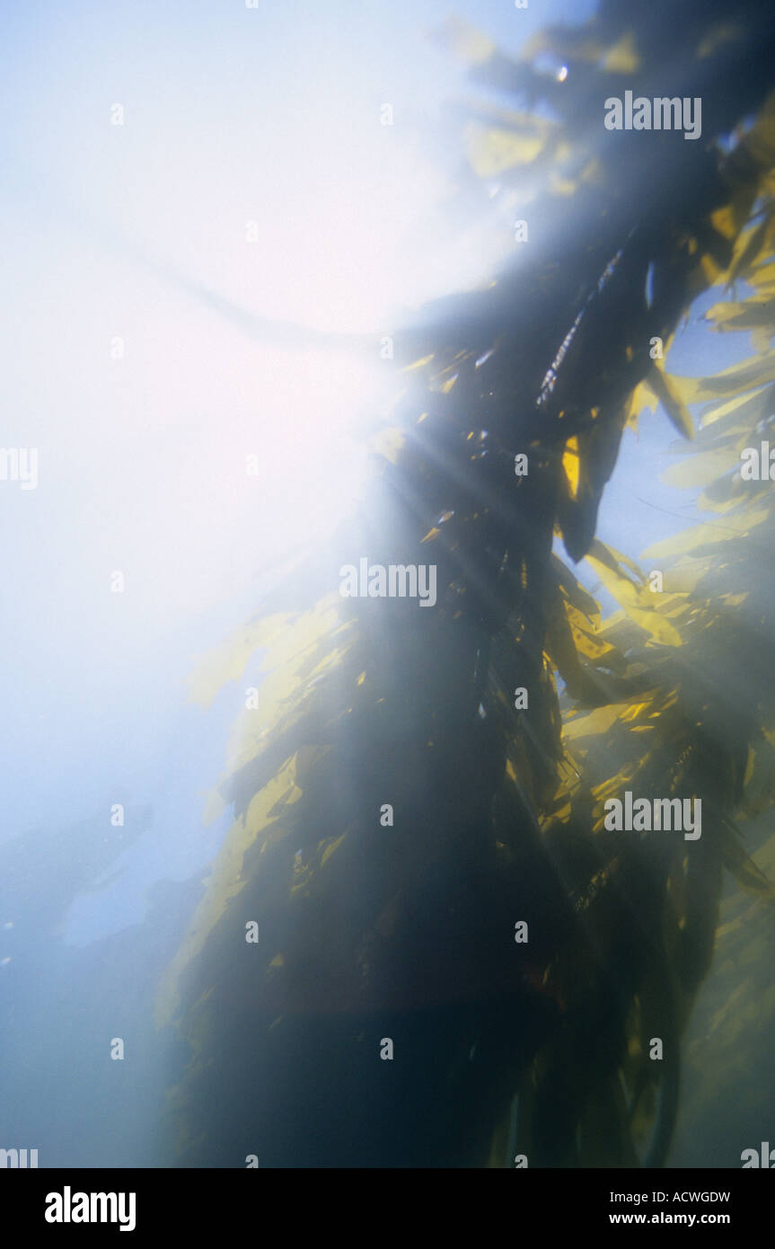 Seaweed photographed from under the water with rays of light coming out ...