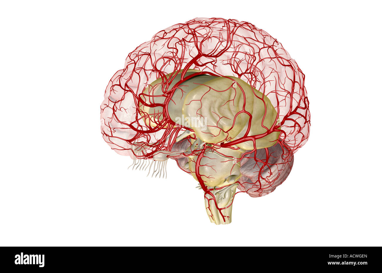The arteries of the brain Stock Photo - Alamy