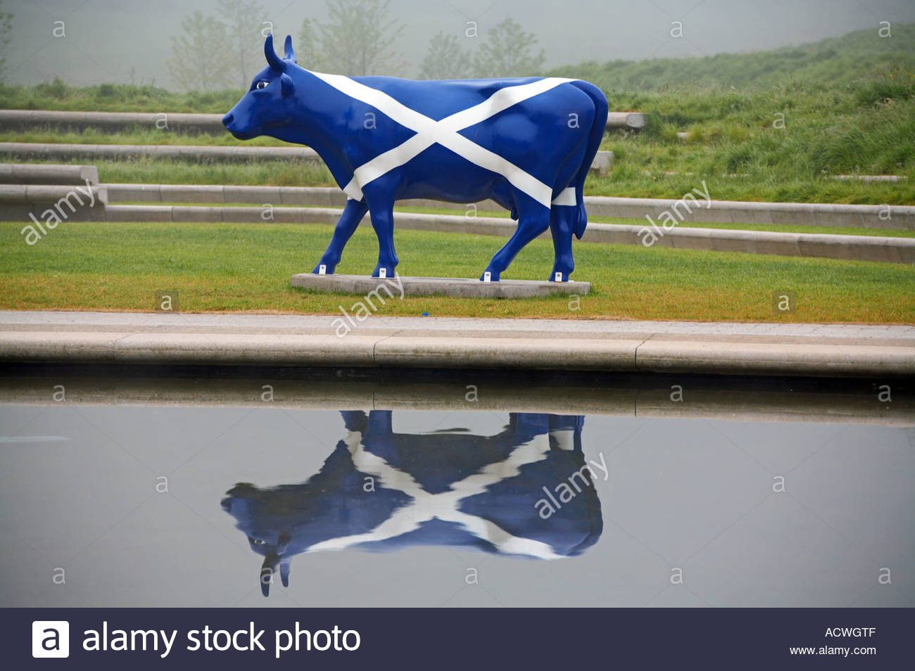 A fake cow painted in the colours of the Scottish flag, and reflected ...
