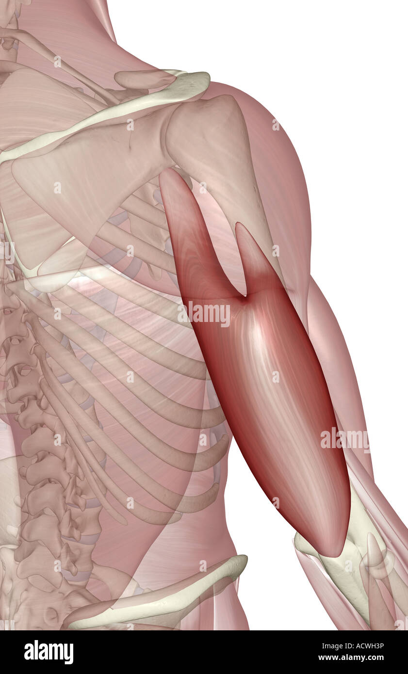 Triceps Brachii High Resolution Stock Photography and Images - Alamy
