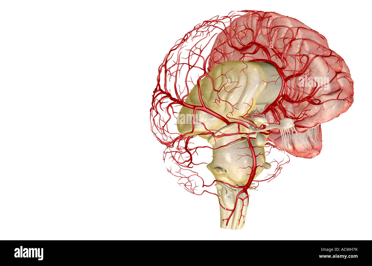 Cerebral Artery Model