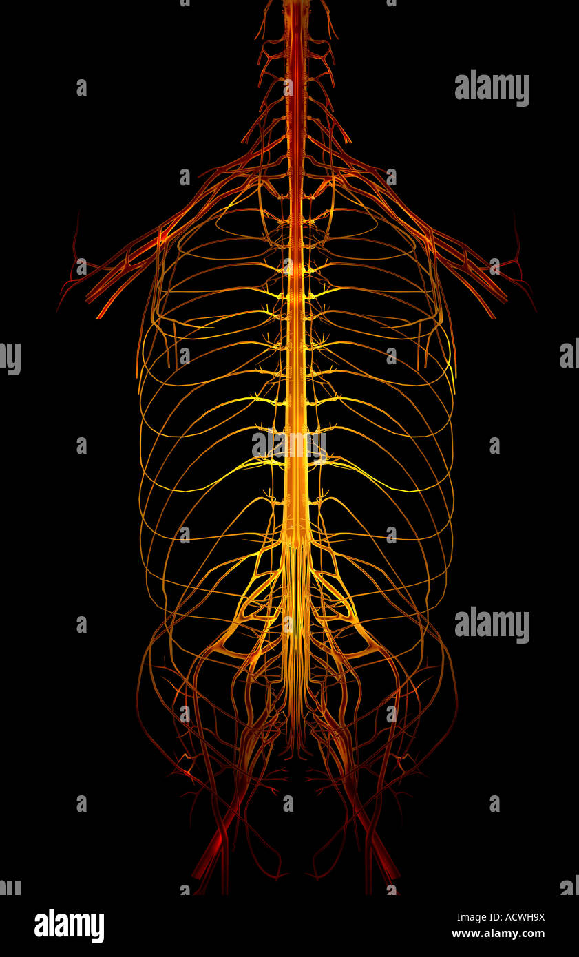 Thoracic Spinal Nerves High Resolution Stock Photography and Images - Alamy