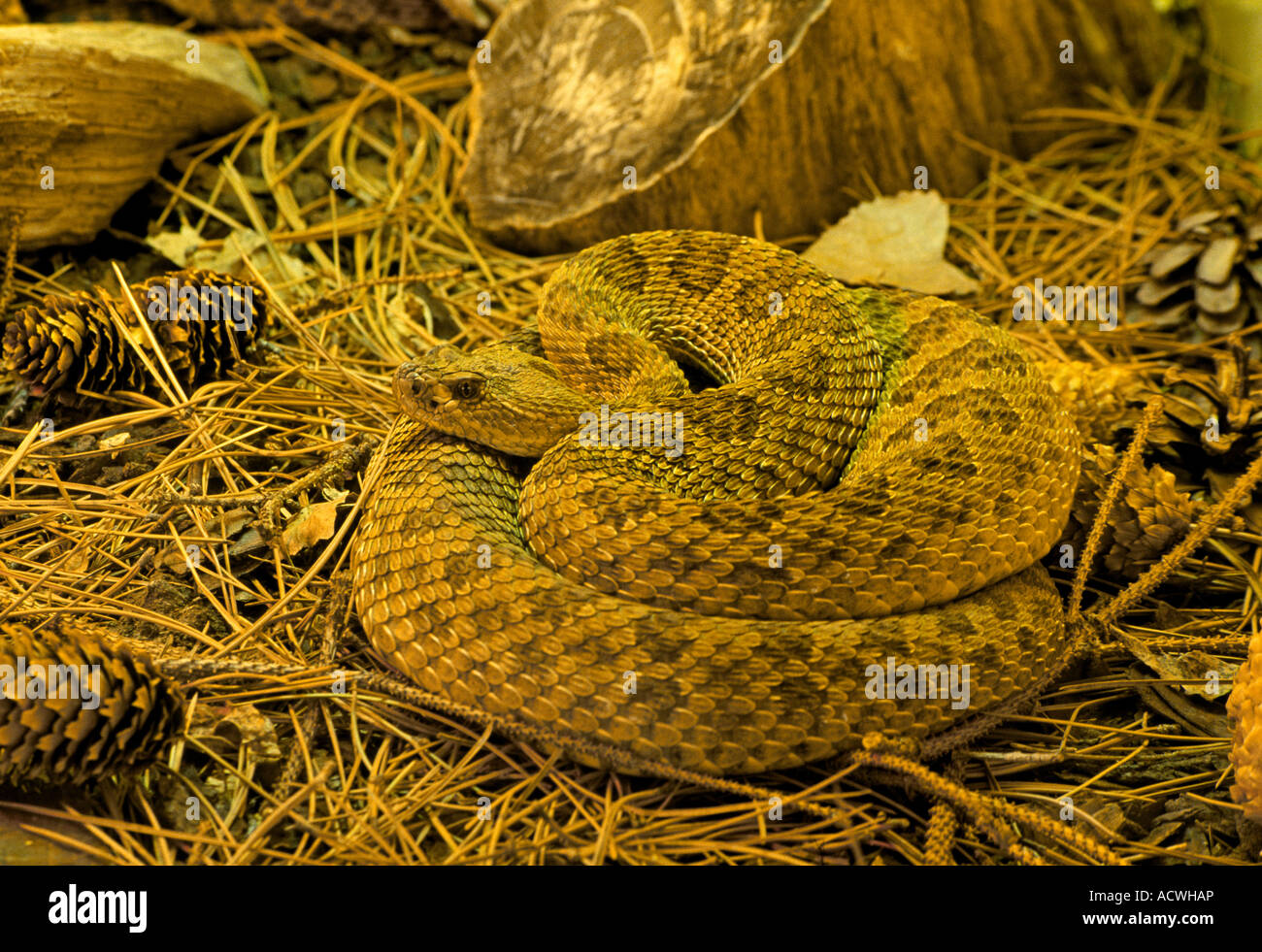 USA MIDWEST Portrait of a prairie rattlesnake Crotalus viridis viridis ...