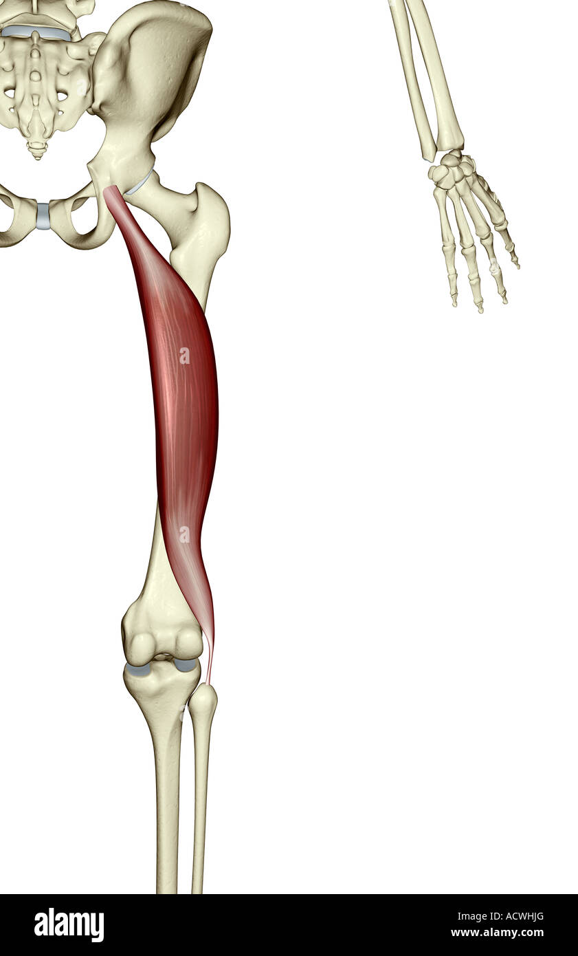 Human Upper Leg Muscles Stock Photos & Human Upper Leg Muscles Stock ...