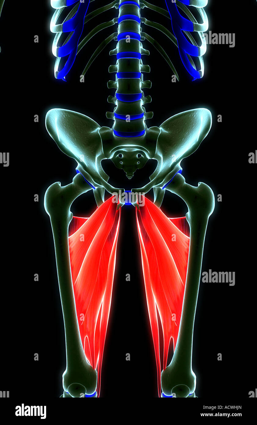 Thigh adductor muscles hi-res stock photography and images - Alamy