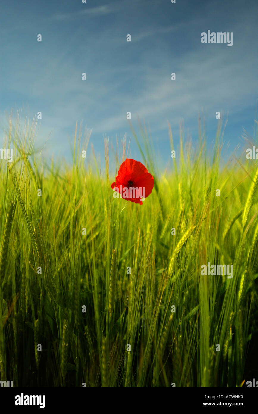 Moira northern ireland hi-res stock photography and images - Alamy