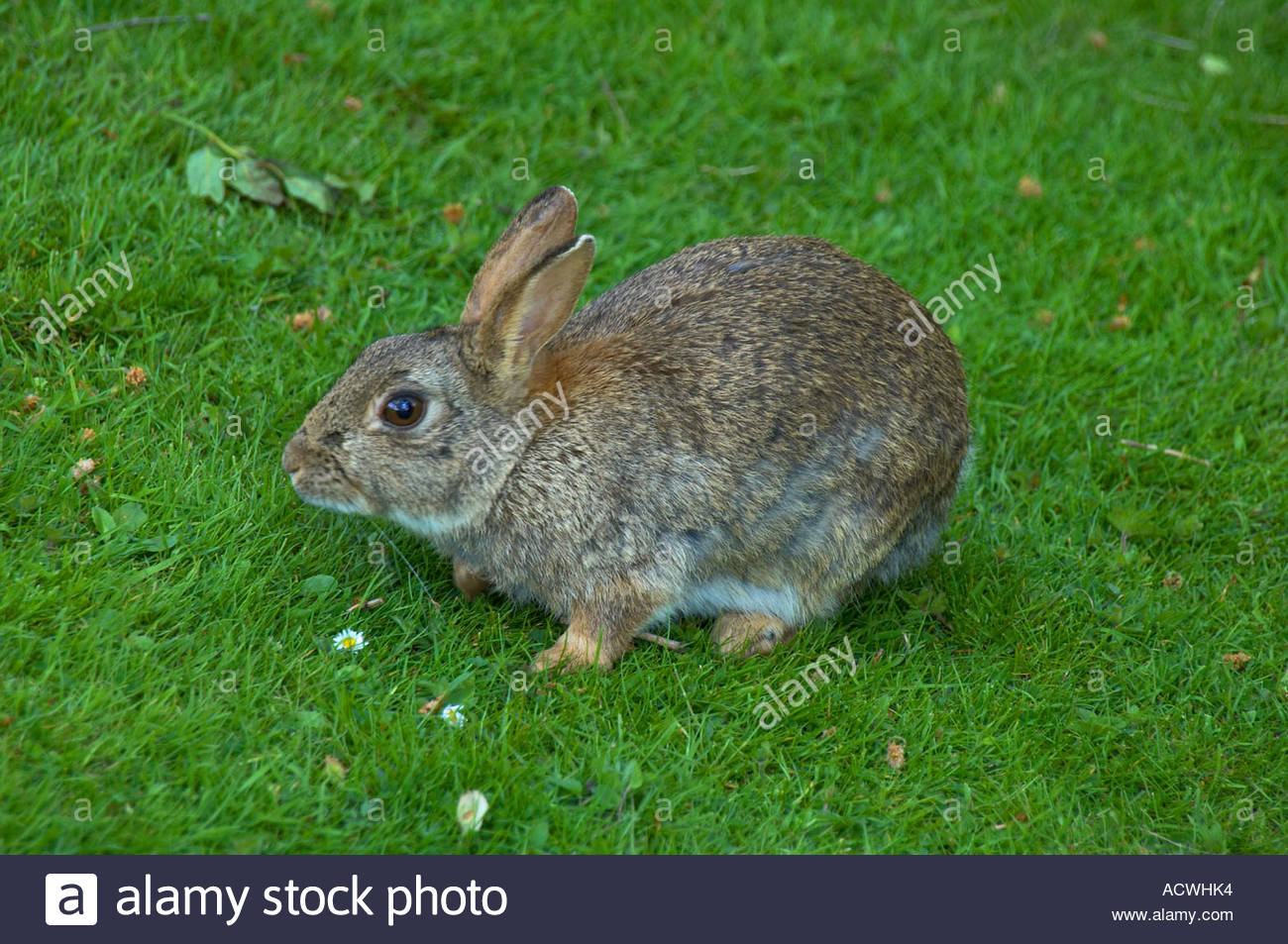 Rack rabbit hi-res stock photography and images - Alamy
