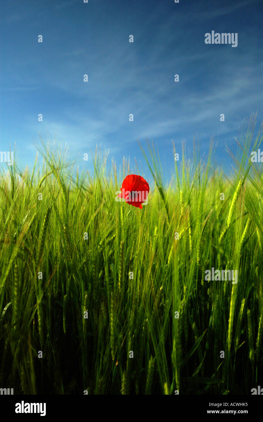 Moira northern ireland hi-res stock photography and images - Alamy