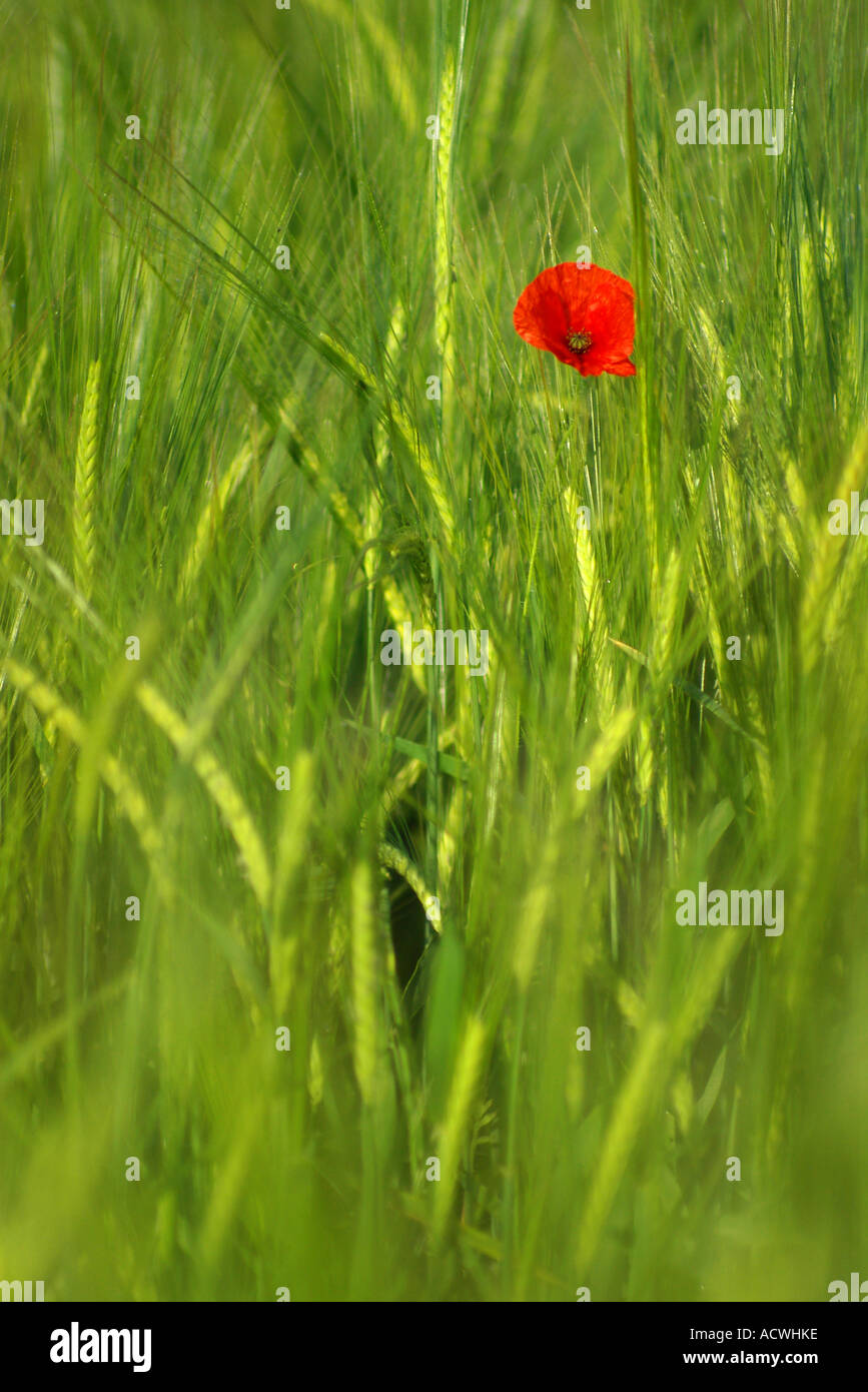 Moira northern ireland hi-res stock photography and images - Alamy