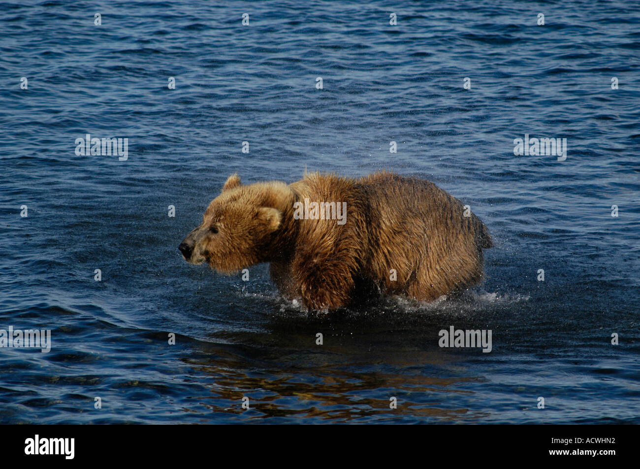 Grizzly bears shaking off water hi-res stock photography and images - Alamy