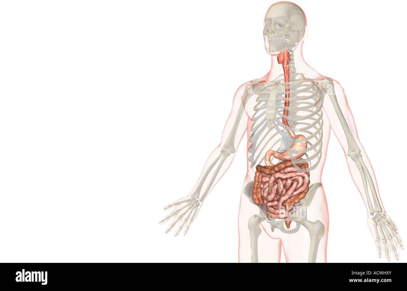 Human digestive system front Cut Out Stock Images & Pictures - Alamy