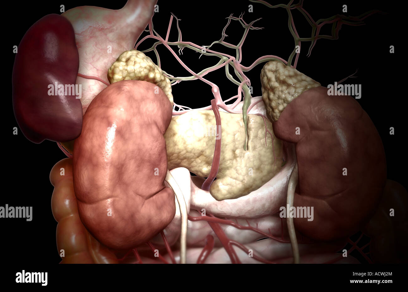 Human digestive back view hi-res stock photography and images - Alamy