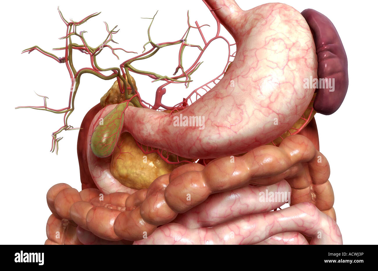 The digestive system Stock Photo - Alamy