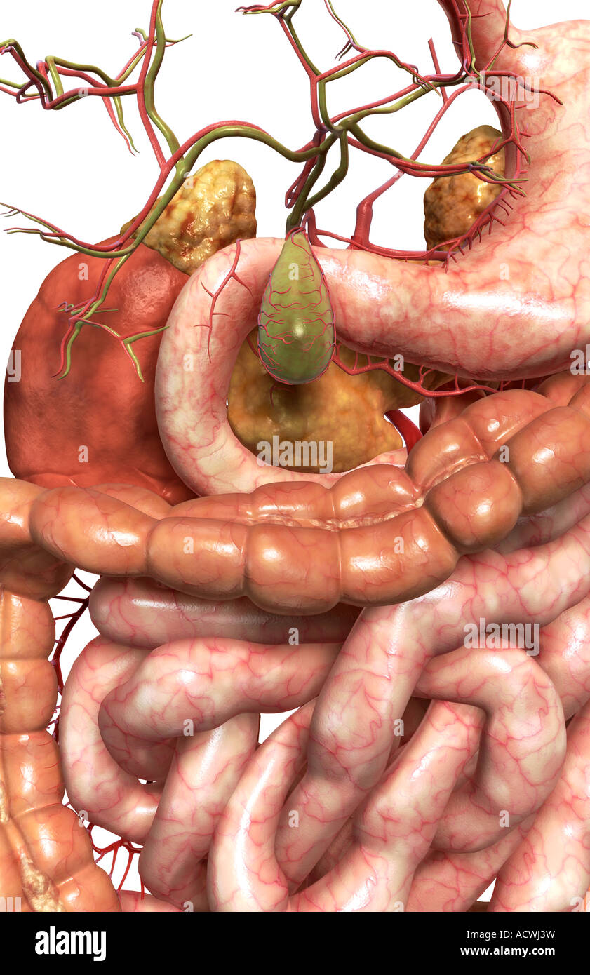 Gastric glands hi-res stock photography and images - Alamy