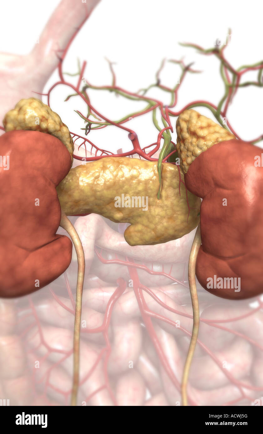 Human digestive back view hi-res stock photography and images - Alamy