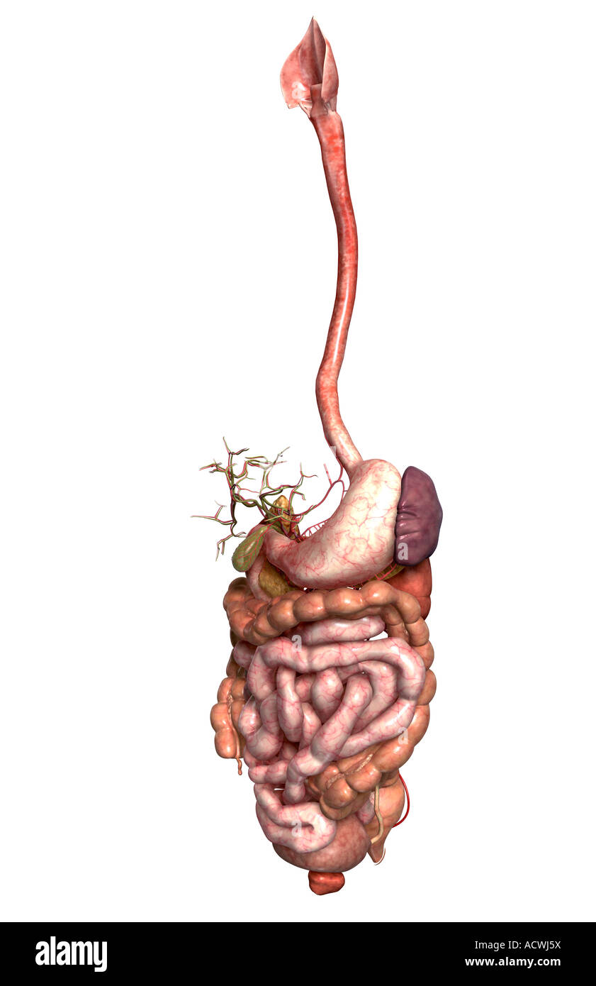 Side view the small intestine and the large intestine hi-res stock ...