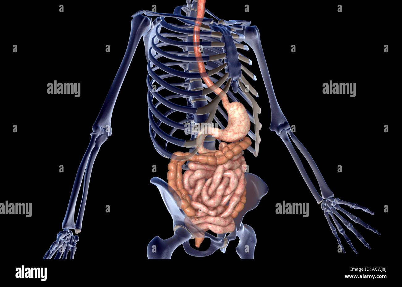 Side view the small intestine and the large intestine hi-res stock ...