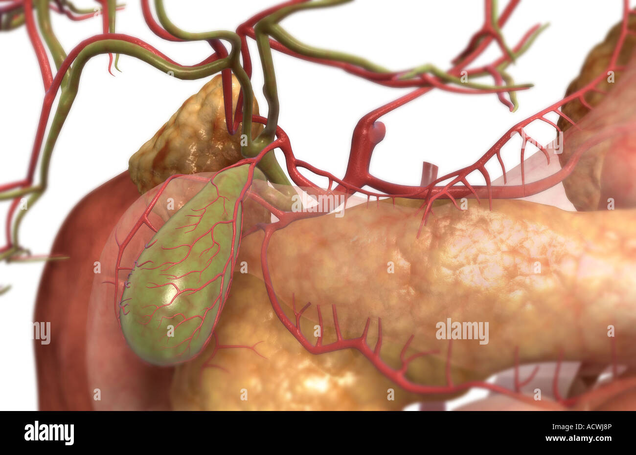 Accessory digestive organs Stock Photo - Alamy