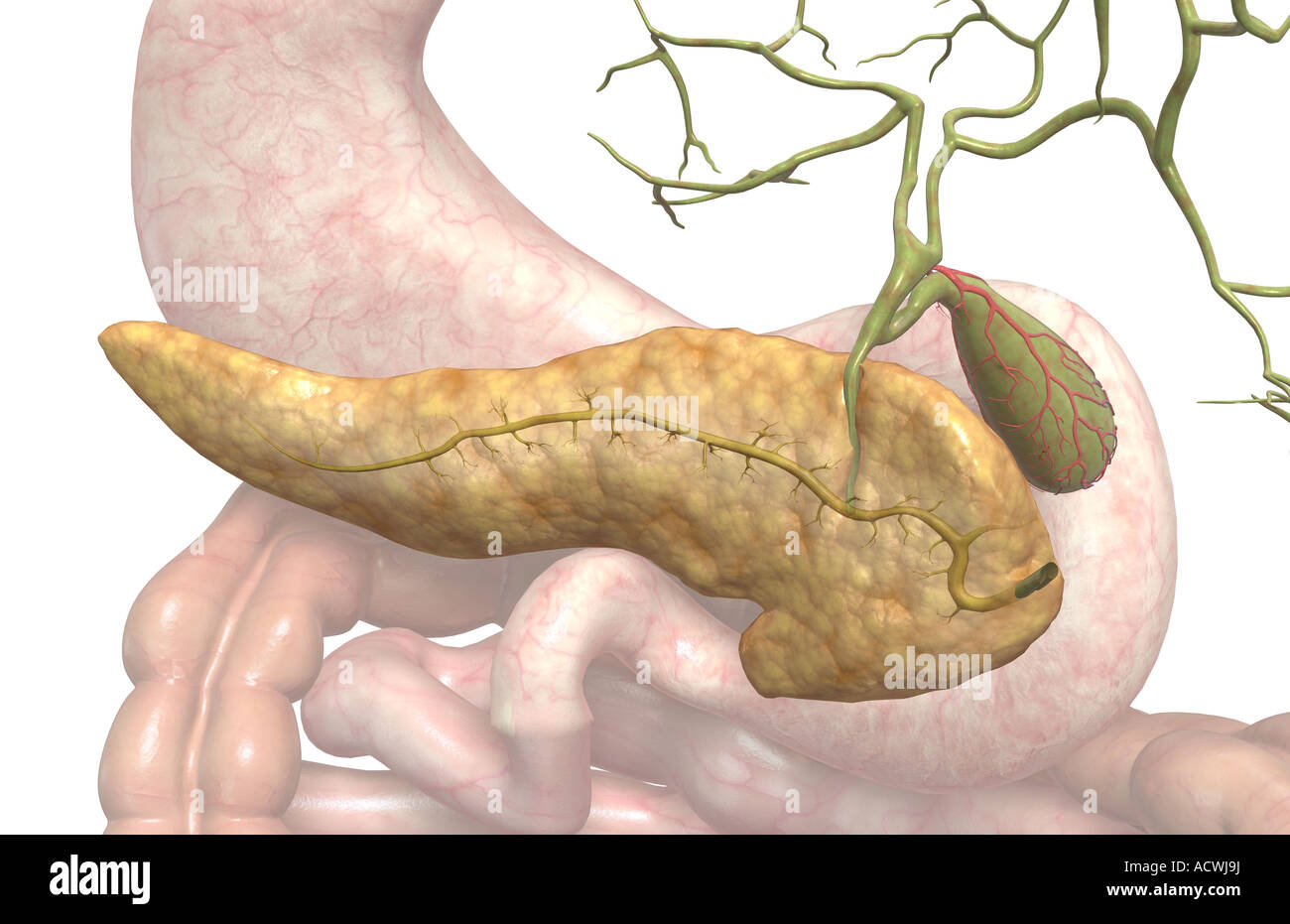 Human digestive back view hi-res stock photography and images - Alamy