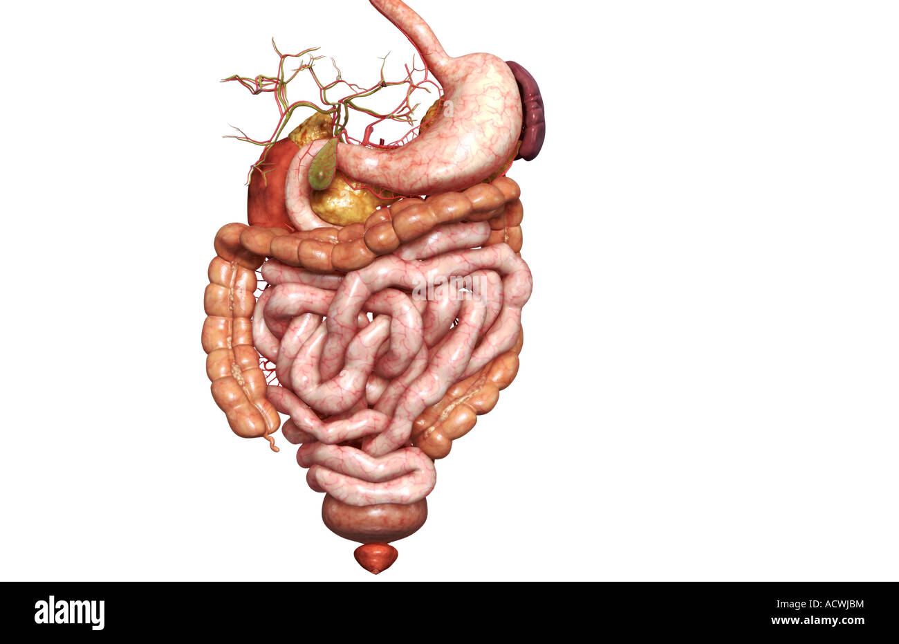 Sigmoid colon Cut Out Stock Images & Pictures - Alamy